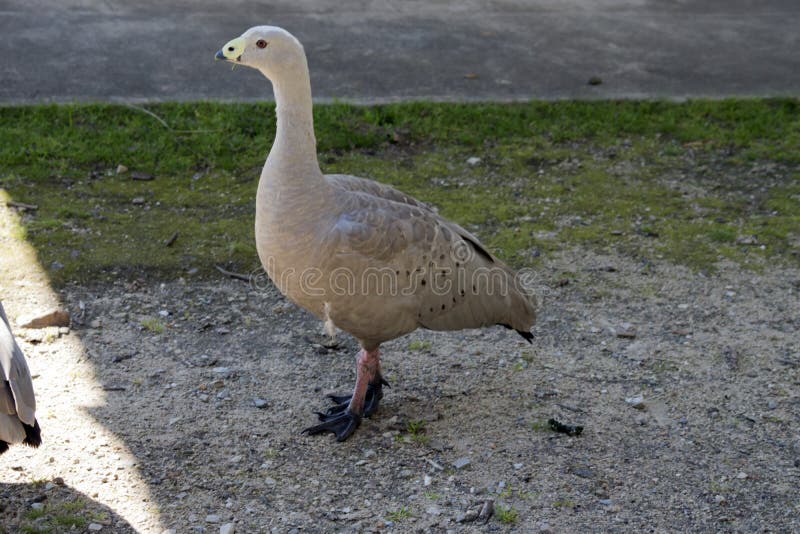 This is a Side View of a Cape Barren Goose Stock Image - Image of long ...