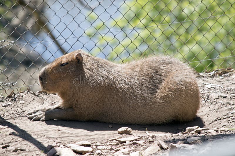 Capybara side view stock photo. Image of furry, animal - 130504718