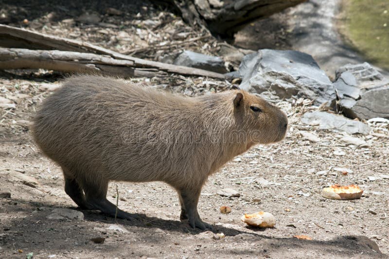 Capybara side view stock image. Image of ears, capybara - 130504697