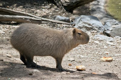 Capybara side view stock photo. Image of brown, small - 108421020