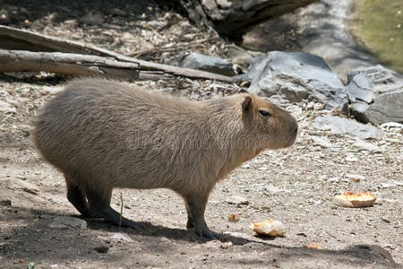 Capybara side view stock photo. Image of brown, small - 108421020