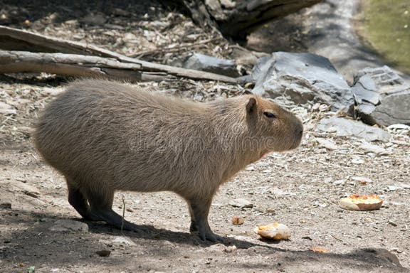 Capybara side view stock photo. Image of brown, small - 108421020