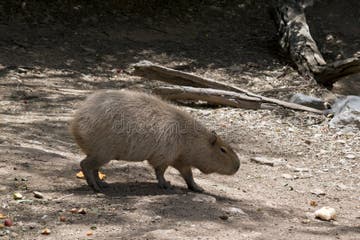 103 Side View Capybara Stock Photos - Free & Royalty-Free Stock Photos ...