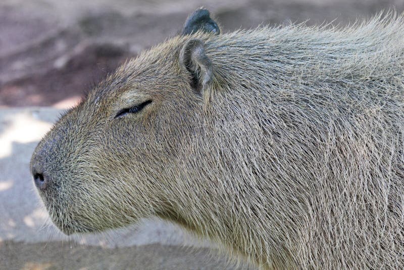 Capybara side view stock image. Image of brown, mammal - 130508849