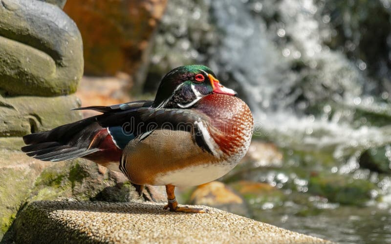 Side view of Carolina Duck stock image. Image of duck - 345468835