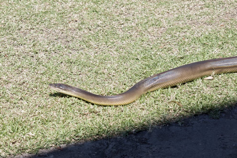 This is a Close Up of a Carpet Python Stock Image - Image of brown ...