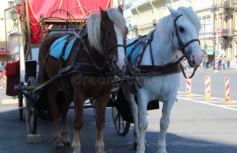 Side View of a Carriage Pulled by Horses for Tourists Stock Photo ...
