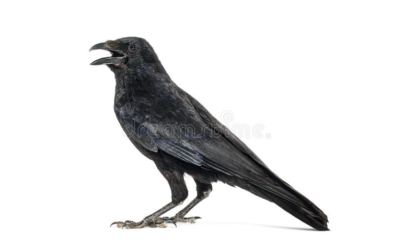 Side View of a Carrion Crow Calling Beak Open, Corvus Corone, Isolated ...