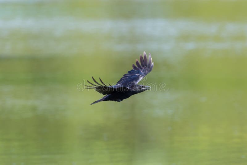 Side View Carrion Crow Corvus Corone in Flight, Green Water Stock Photo ...