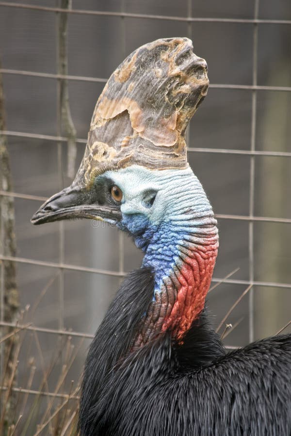 This is a Close Up of a Cassowary Stock Photo - Image of native ...