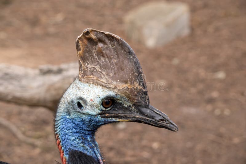 This is a Side View of a Cassowary Stock Photo - Image of strong, bird ...