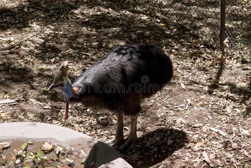 This is a Side View of a Cassowary Stock Photo - Image of blue, large ...