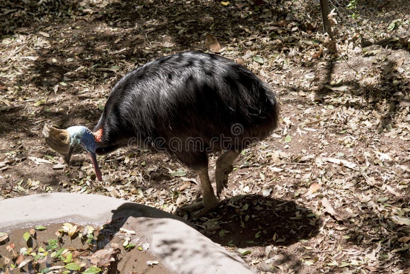 This is a Side View of a Cassowary Stock Image - Image of blue, lump ...