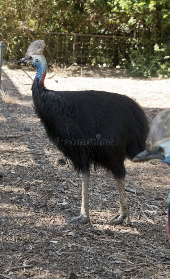 This is a Side View of a Cassowary Stock Photo - Image of wattle ...