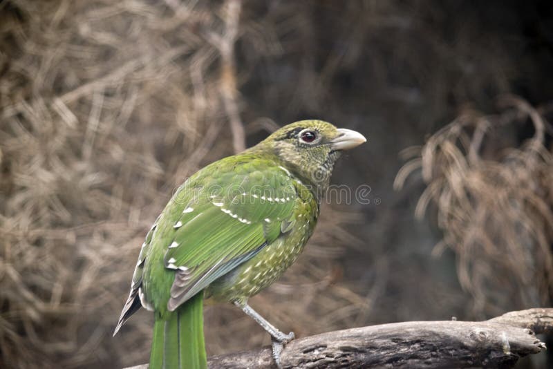 This is a Side View of a Cat Bird Stock Image - Image of feathers ...
