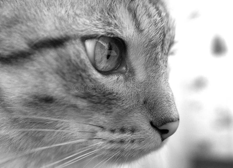 Side view of cat s face stock image. Image of adorable - 6654721
