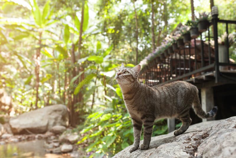 Side View of a Cat Walking on Stone Near the River Stock Image - Image ...