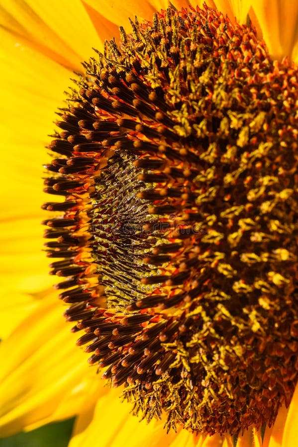 Side View of Center of Sunflower Stock Image - Image of flower ...