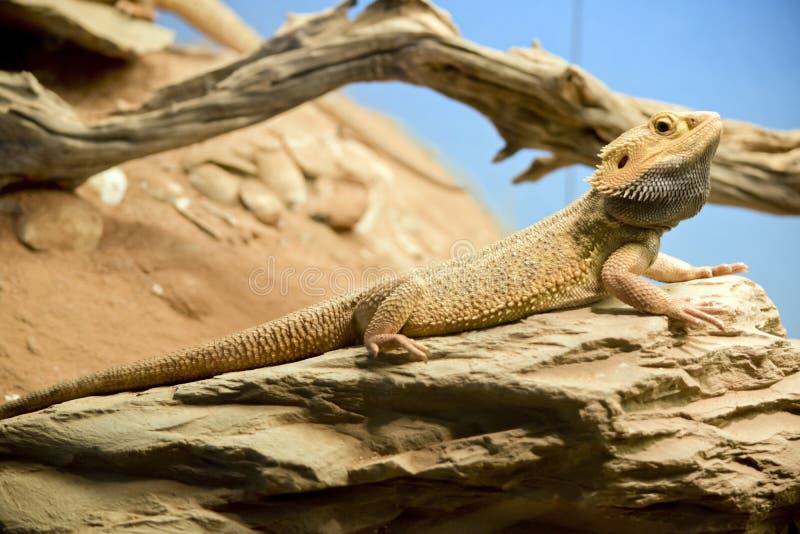 This is a Side View of a Central Bearded Dragon Stock Photo - Image of ...