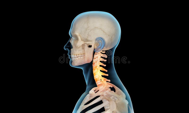 X Ray of Cervical Section of the Spine Stock Illustration ...