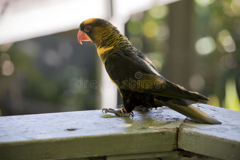 This is a Side View of a Chattering Lory Stock Photo - Image of close ...