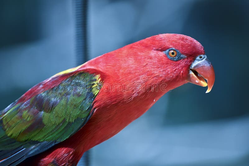 This is a Side View of a Chattering Lory Stock Photo - Image of bird ...