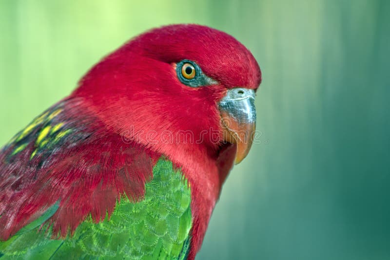 This is a Side View of a Chattering Lory Stock Image - Image of ...