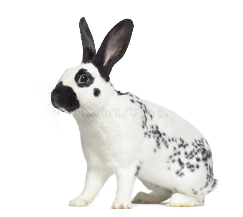 English Spot Rabbit Stand Up and Isolated on White Stock Image - Image ...