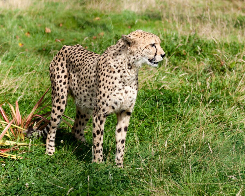 Side View of Cheetah in Long Grass Stock Photo - Image of cheetah ...