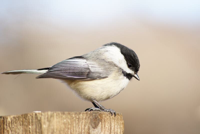 Side View Chickadee stock image. Image of perched, wild - 51855795