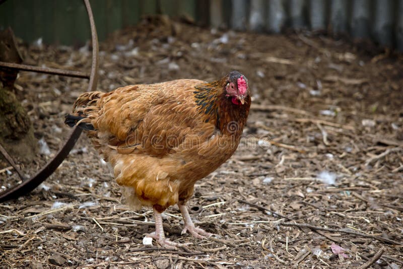 This is a Side View of a Chicken Stock Image - Image of feathers, game ...
