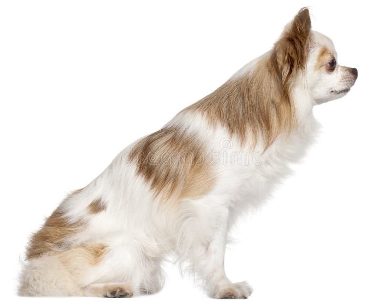 Standing dog side view stock photo. Image of russian - 29244524