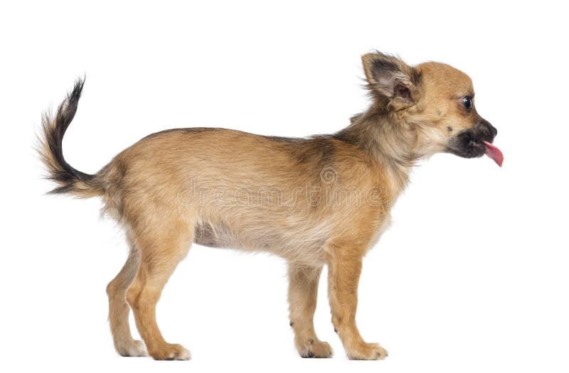 Side View Chihuahua Standing Looking Away Against White Background ...