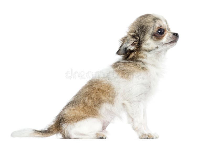 Side View of a Chihuahua Puppy, 5 Months, Isolated Stock Photo - Image ...