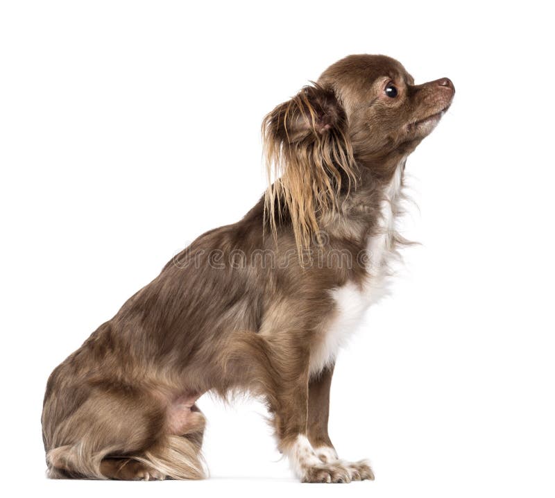 Side View of Chihuahua Sitting and Looking Up Stock Photo - Image of ...