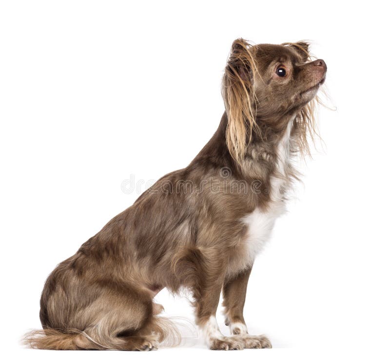 215 Side Profile Dog Sitting Up Stock Photos - Free & Royalty-Free ...