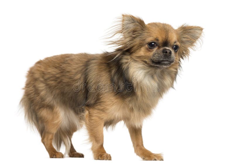 1,194 Chihuahua Side Photos - Free & Royalty-Free Stock Photos from ...