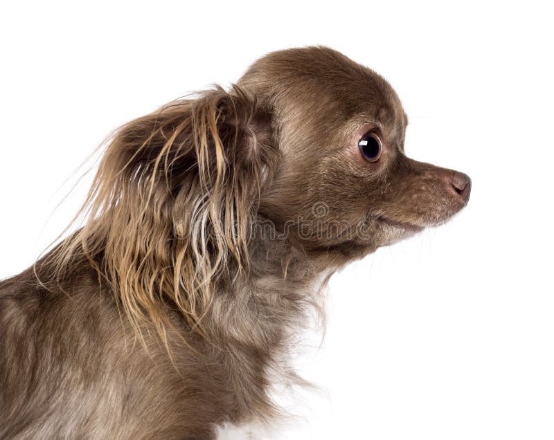 Chihuahua Head Side View Profile Stock Photos - Free & Royalty-Free ...