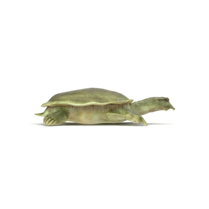 Side View Chinese Soft-shelled Turtle On White. 3D Illustration Stock ...