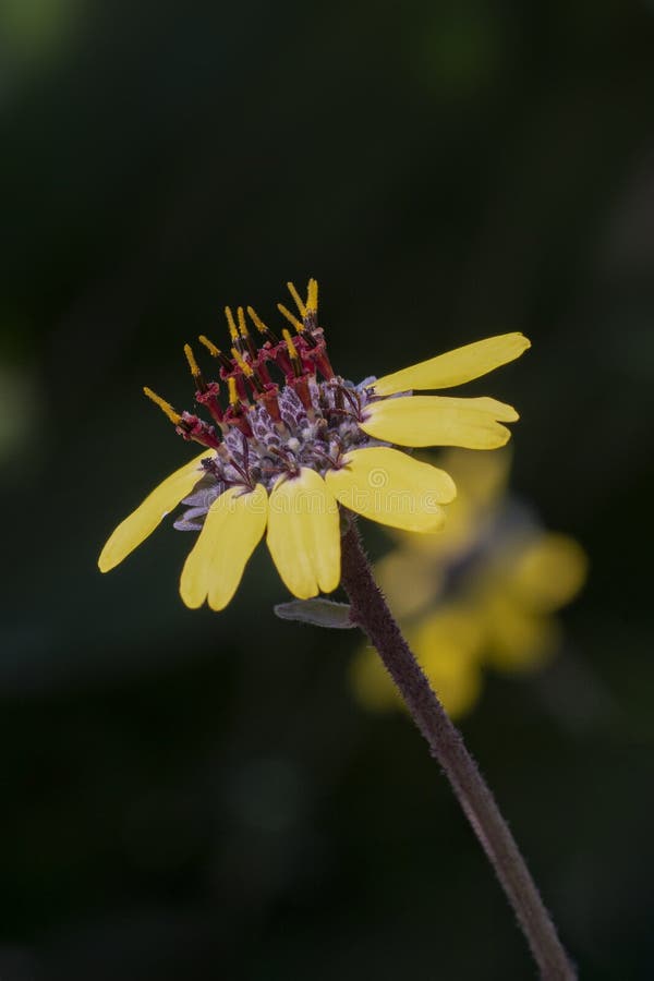 Side View of a Chocolate Daisy Flower Stock Image - Image of flower ...
