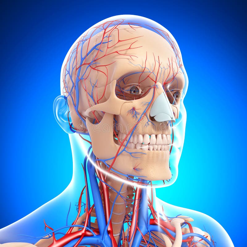 Side View of Circulatory System of Head Skeleton Stock Illustration ...
