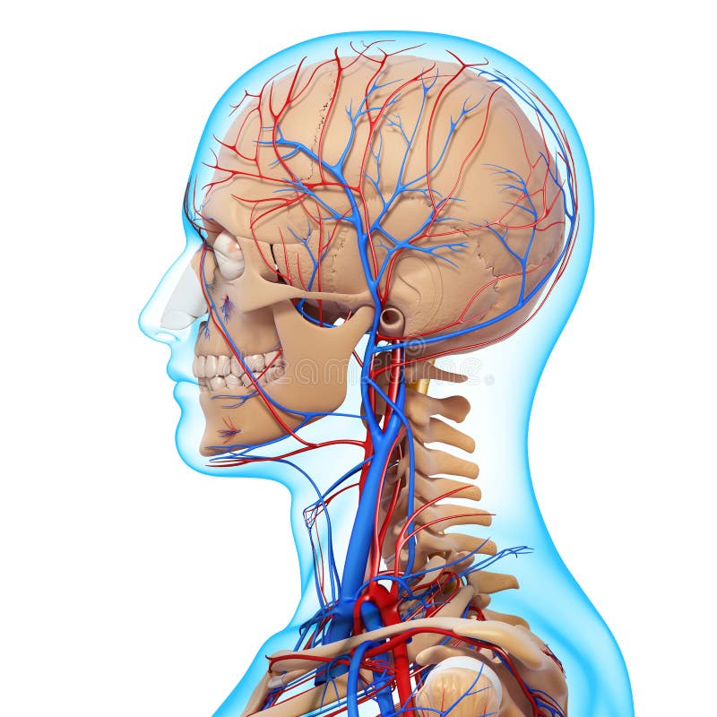 Circulatory and Nervous System of Head Stock Illustration ...