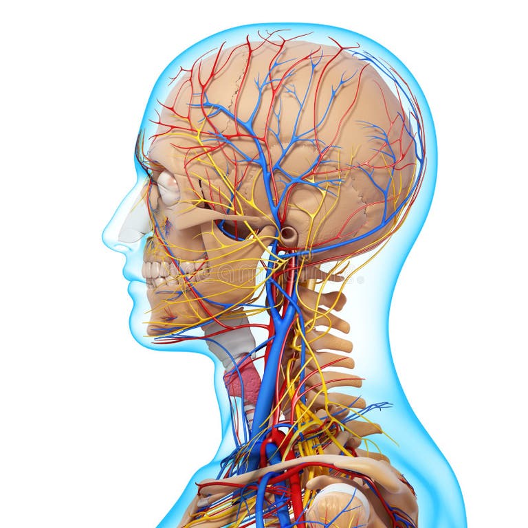 Head Skeleton Stock Illustrations – 24,912 Head Skeleton Stock ...