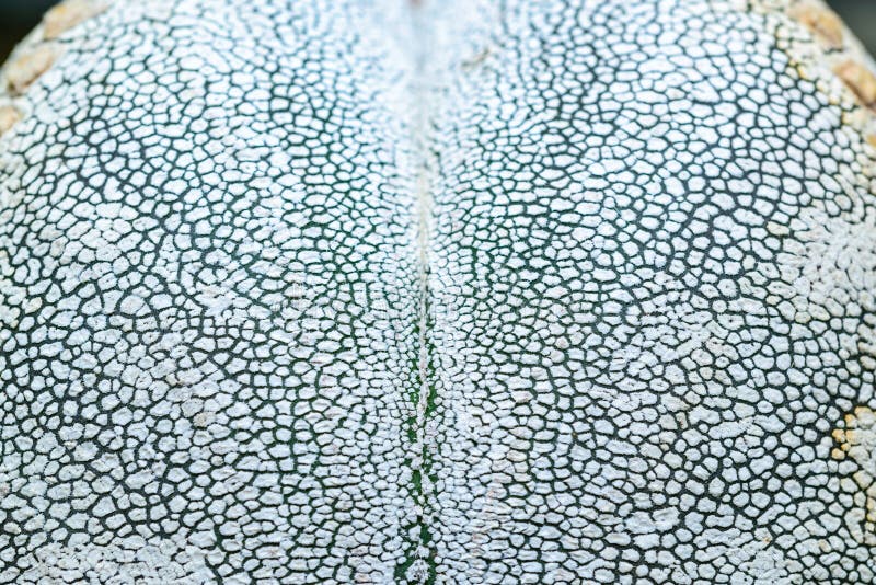 Side View, Close-up of Astrophytum Cactus with Small Dots on Stem in ...