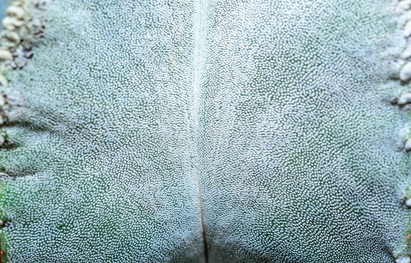Side View, Close-up of Astrophytum Cactus with Small Dots on Stem in ...