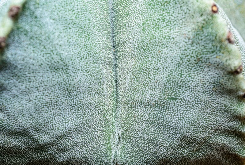 Side View, Close-up of Astrophytum Cactus with Small Dots on Stem in ...