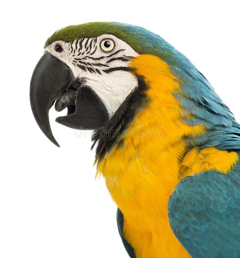 Close-up of Blue-and-yellow Macaw S Eye Stock Image - Image of wild ...