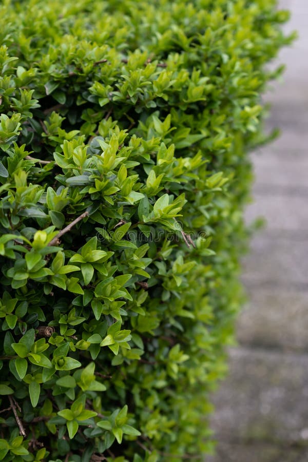 Side view close-up of bush stock photo. Image of hedge - 143383576