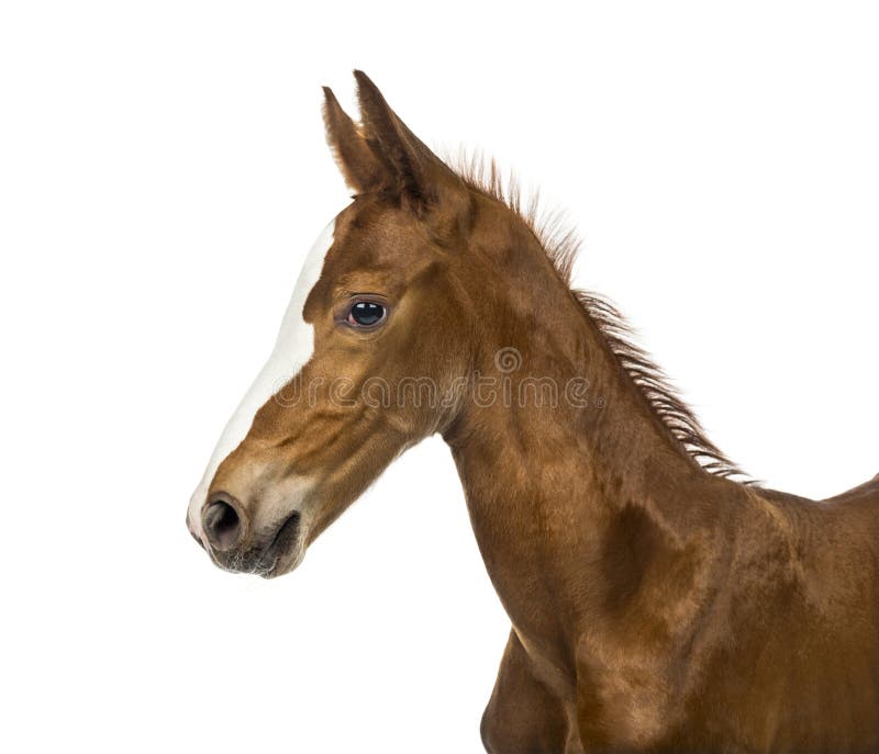 Side View of a Close-up of a Foal Stock Photo - Image of foal, farm ...