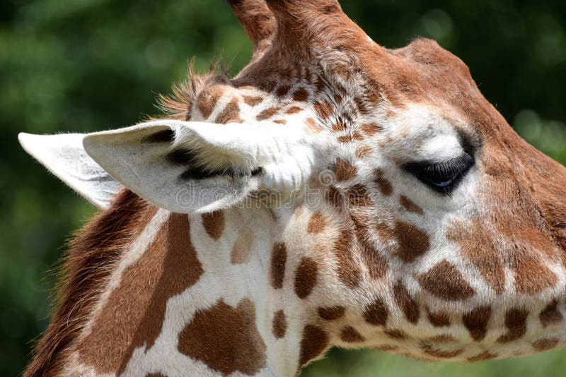Side View Close Up of Giraffe S Head Stock Image - Image of looking ...